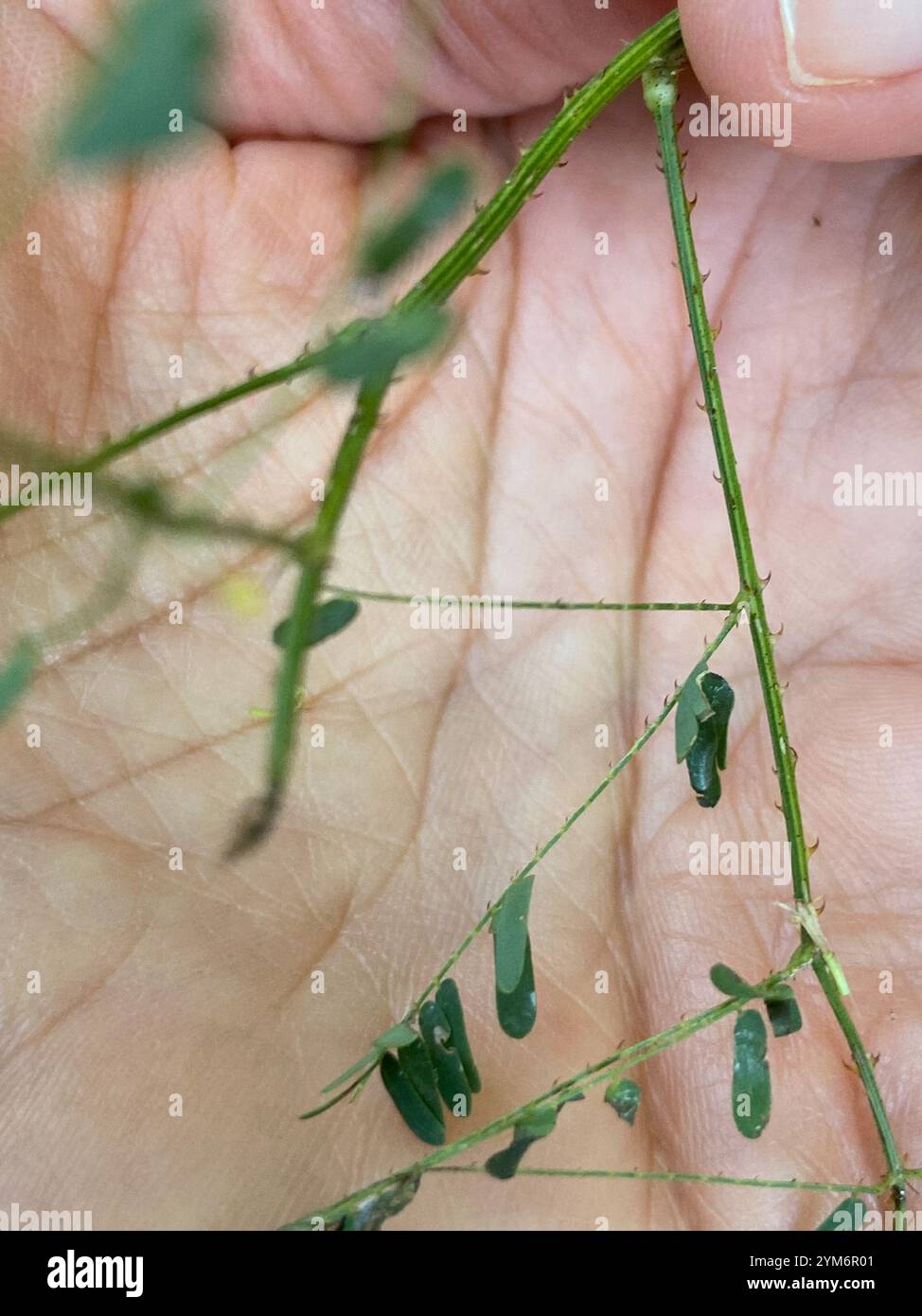 littleleaf sensitive-briar (Mimosa microphylla Stock Photo - Alamy