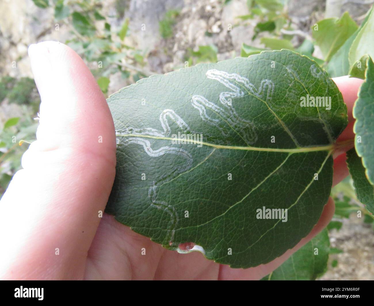 Aspen Serpentine Leafminer Moth (Phyllocnistis populiella Stock Photo ...