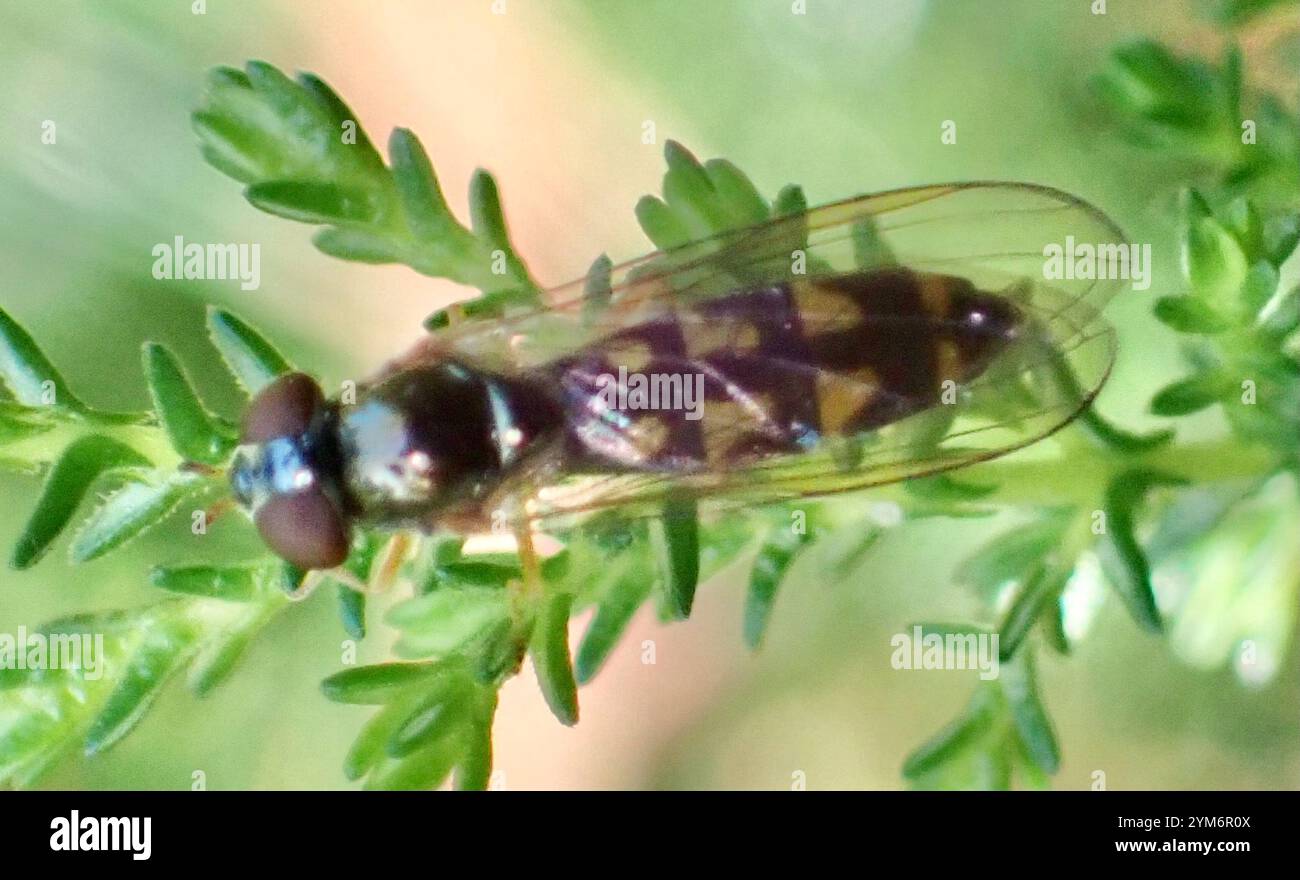 Variable Duskyface Fly (Melanostoma mellinum Stock Photo - Alamy
