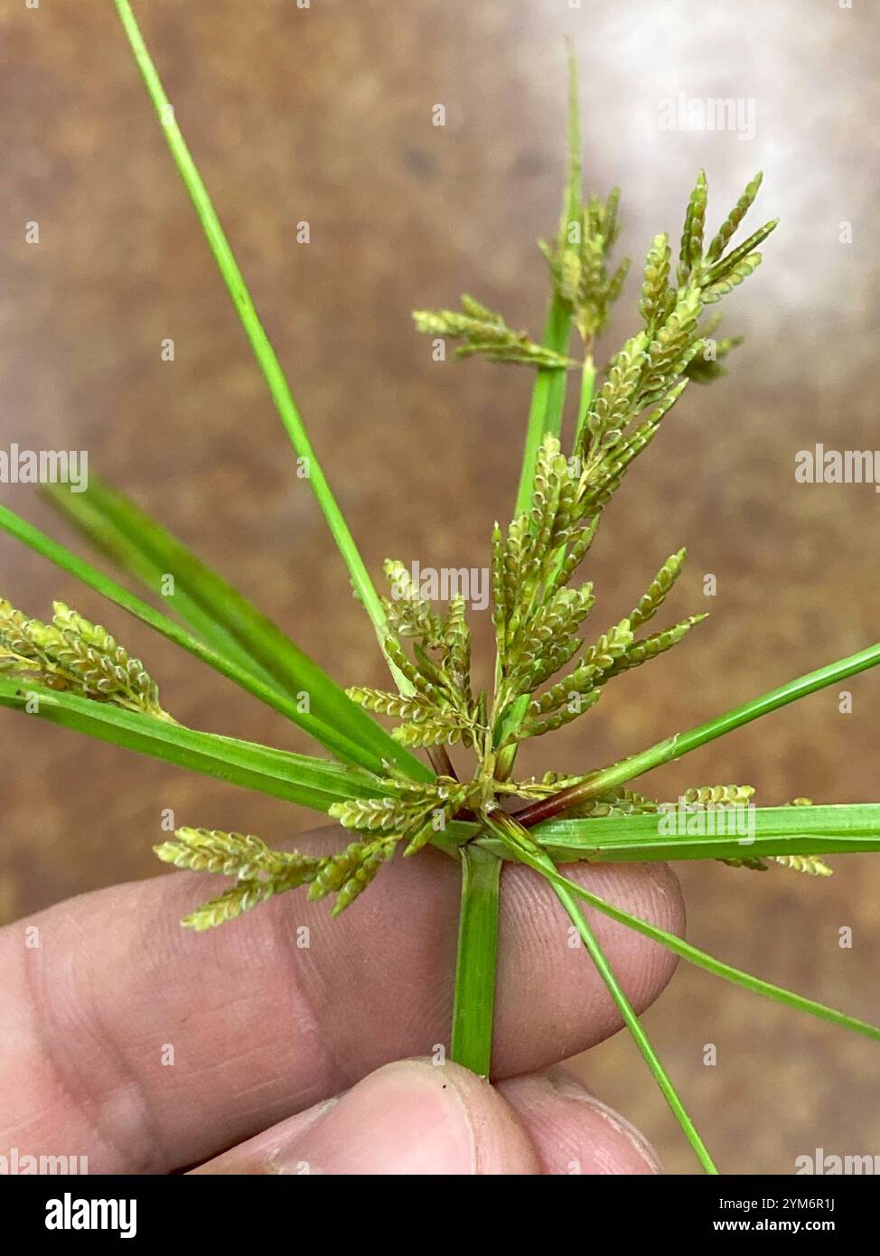 Rice flat-sedge (Cyperus iria Stock Photo - Alamy