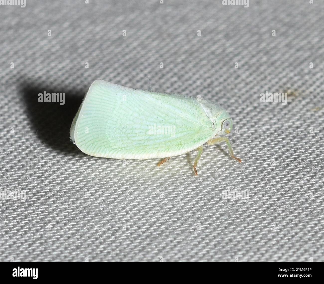 Northern Flatid Planthopper (Flatormenis proxima Stock Photo - Alamy