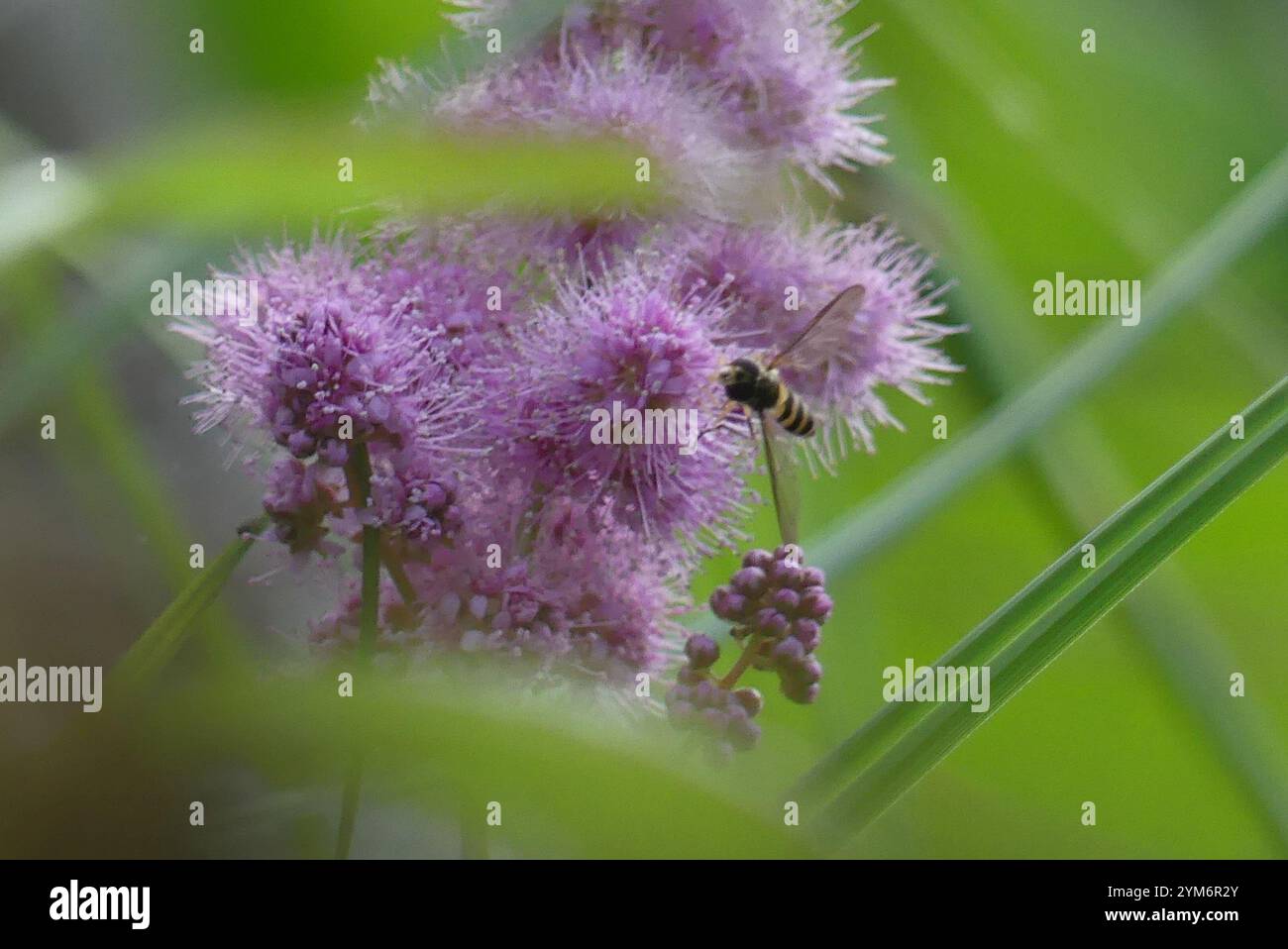 Meliscaeva cinctella hi-res stock photography and images - Alamy