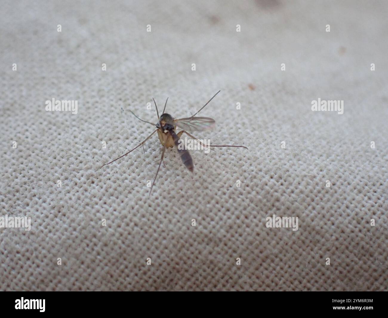 Fungus Gnats and Gall Midges (Sciaroidea Stock Photo - Alamy