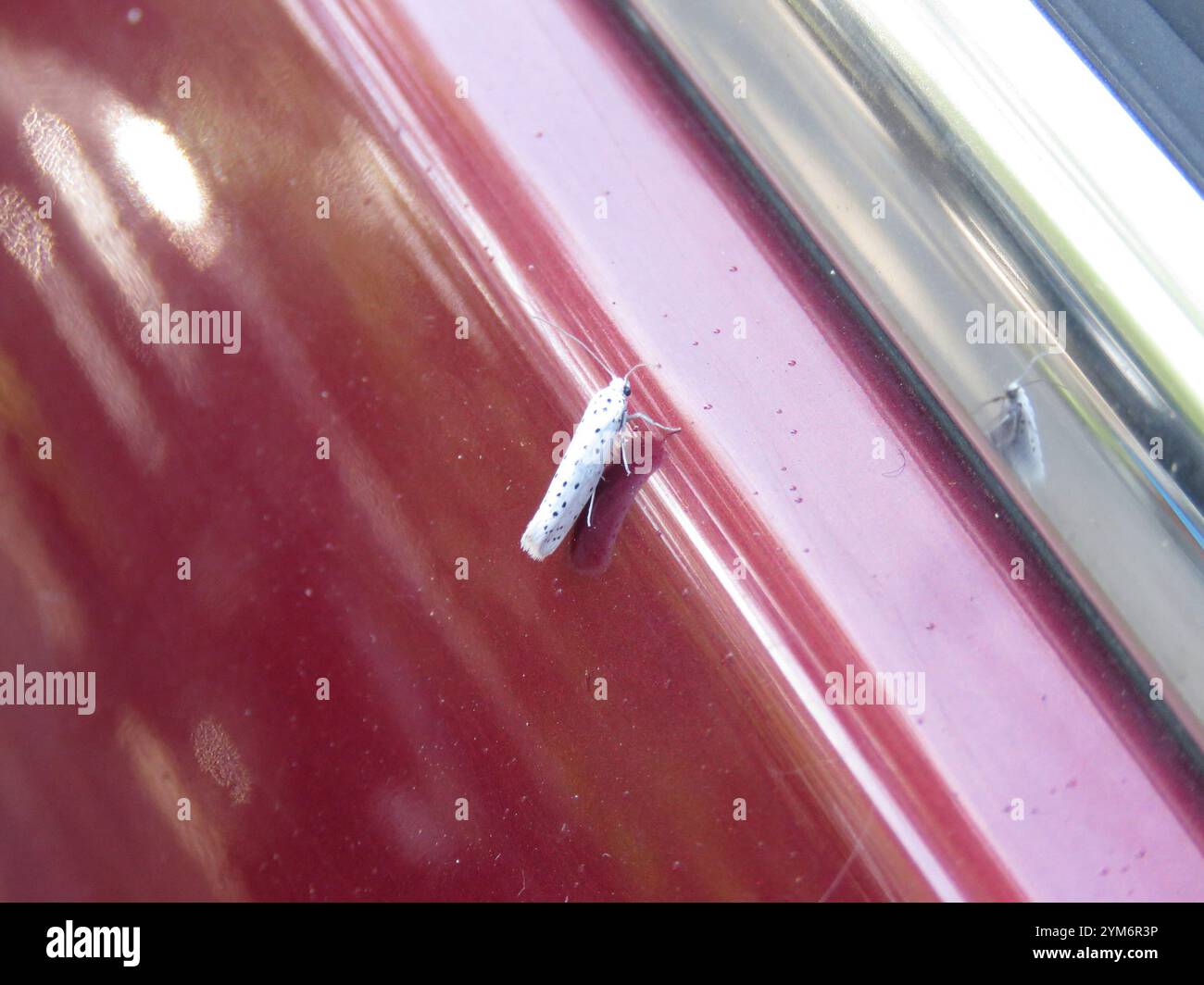 Small Ermine Moths (Yponomeuta Stock Photo - Alamy