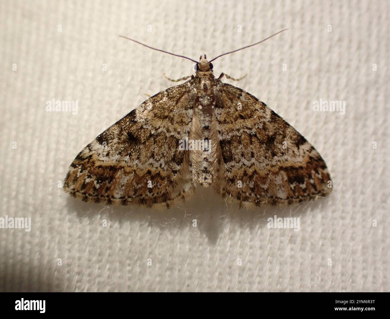 Grand Rivulet Moth (Martania grandis Stock Photo - Alamy