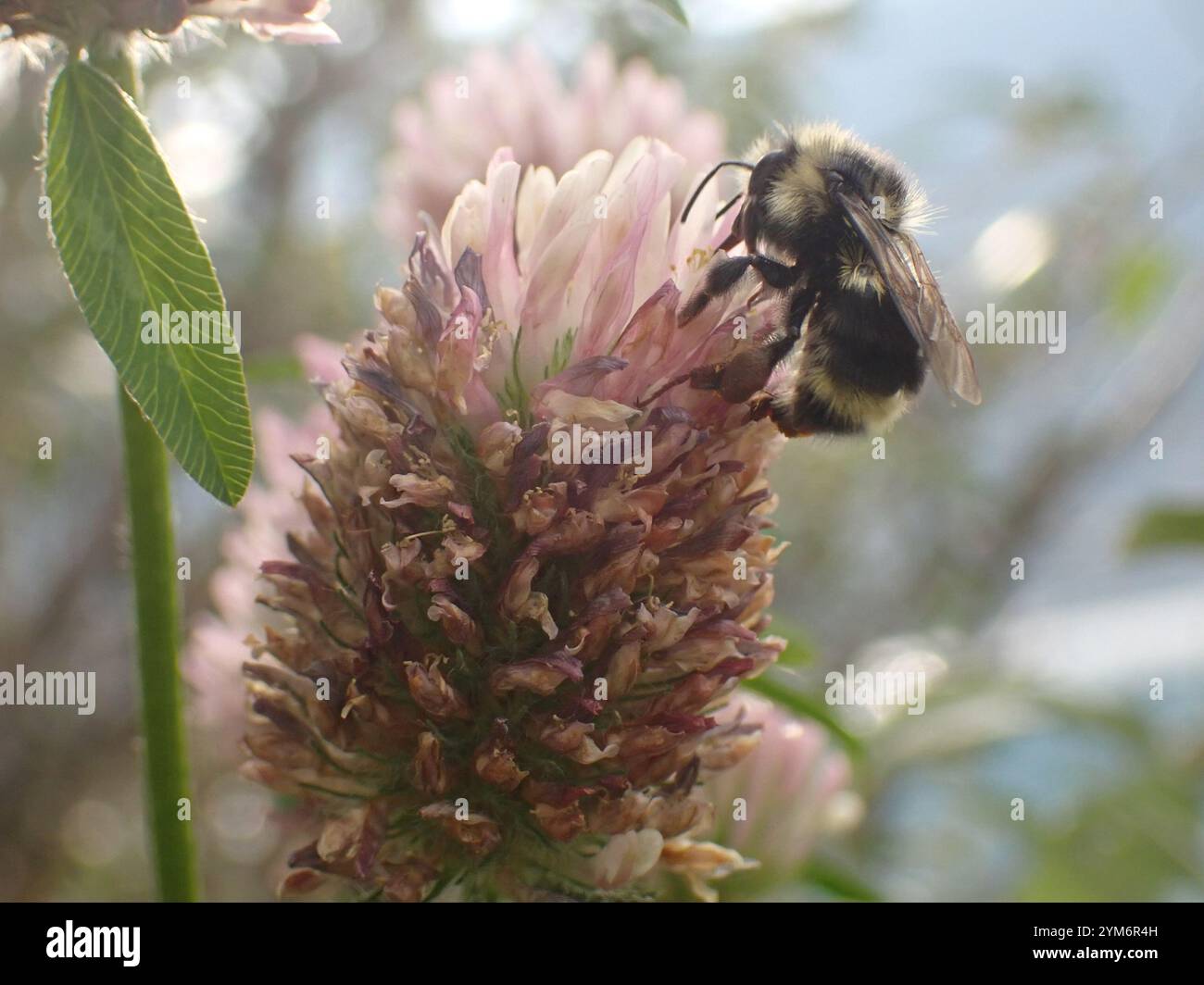 Nearctic Bumble Bee (Bombus vancouverensis nearcticus Stock Photo - Alamy