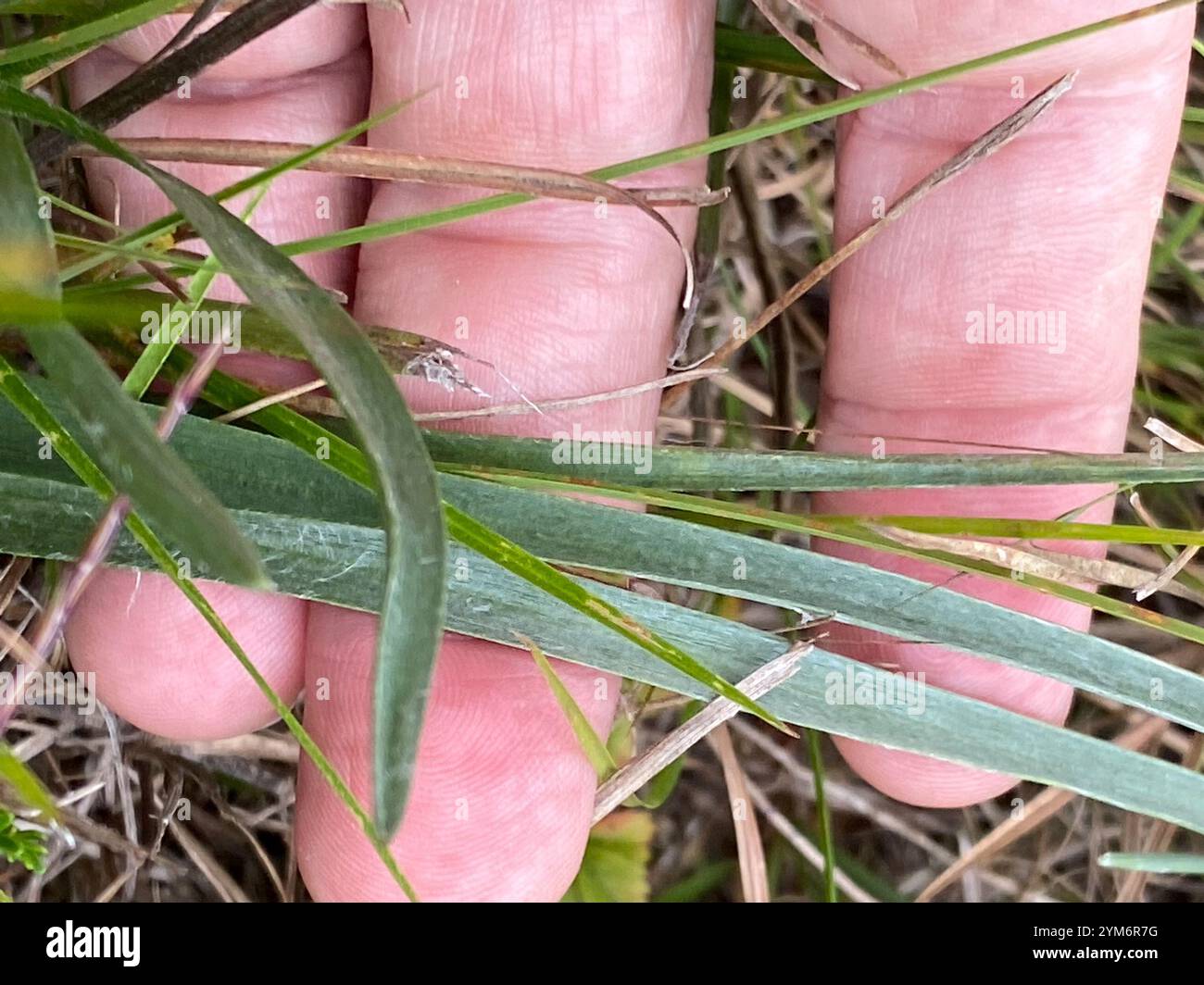 Pineland Silkgrass (Pityopsis aspera Stock Photo - Alamy