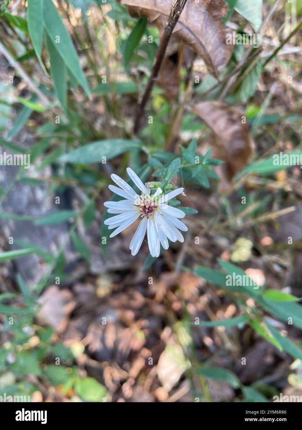 panicled aster (Symphyotrichum lanceolatum Stock Photo - Alamy