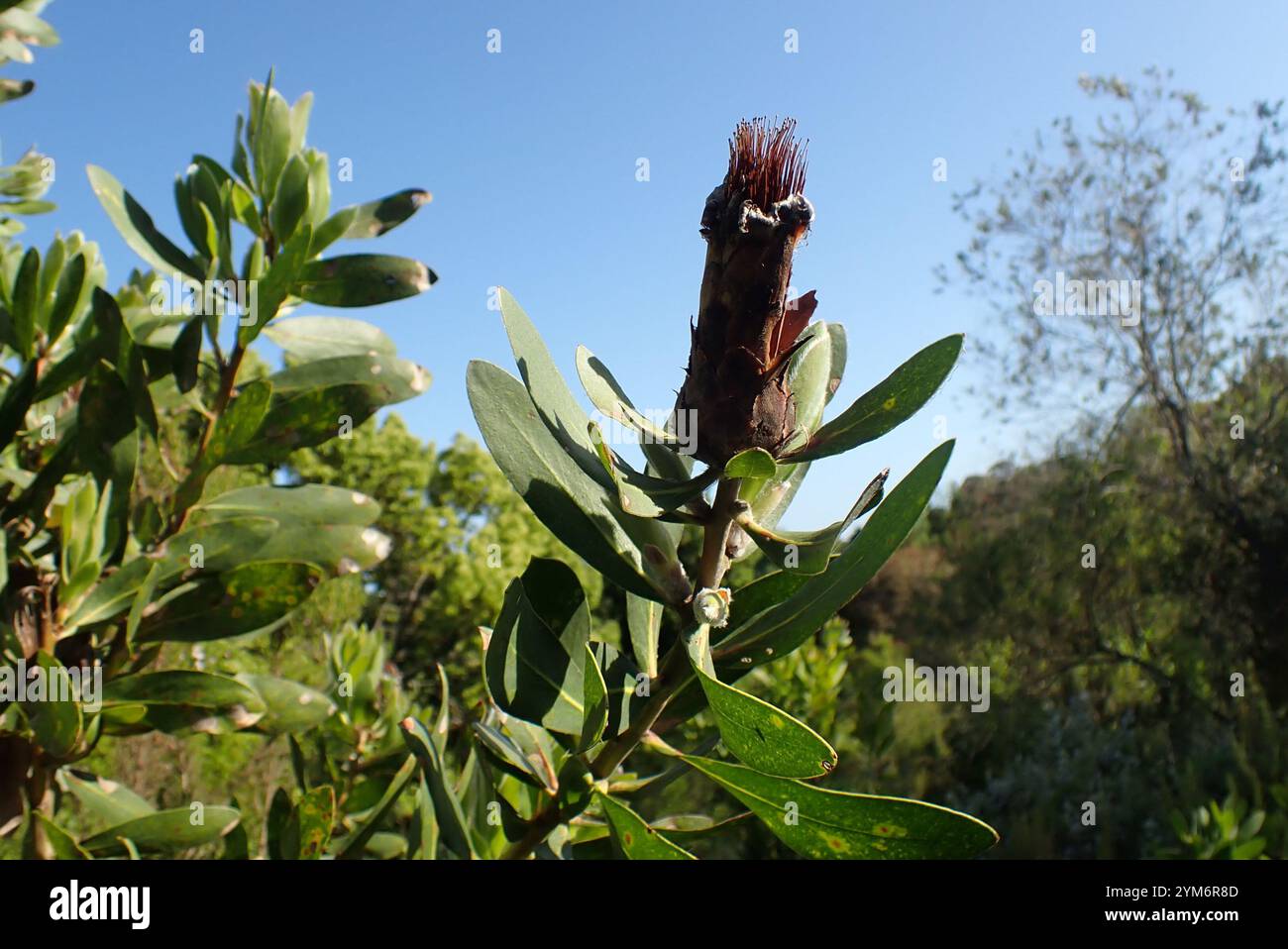 Forest sugarbush hi-res stock photography and images - Alamy