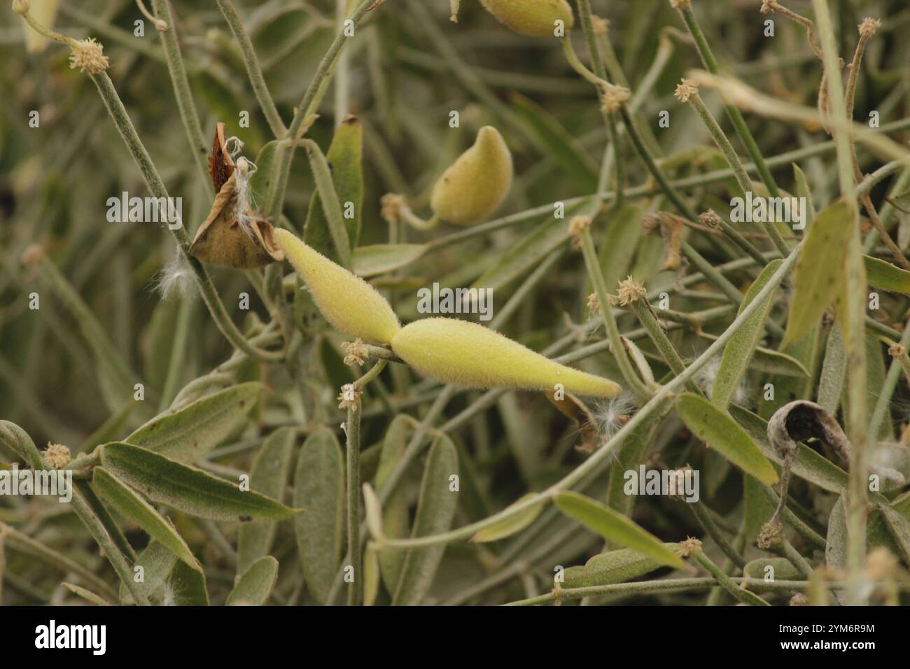 white twinevine (Funastrum clausum Stock Photo - Alamy