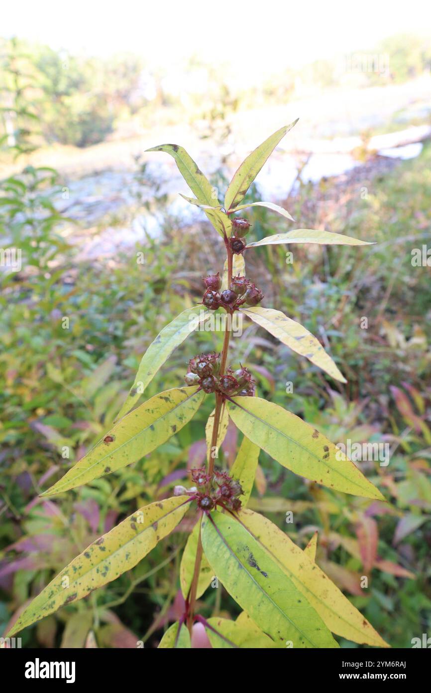 Swamp loosestrife decodon verticillatus hi-res stock photography and ...