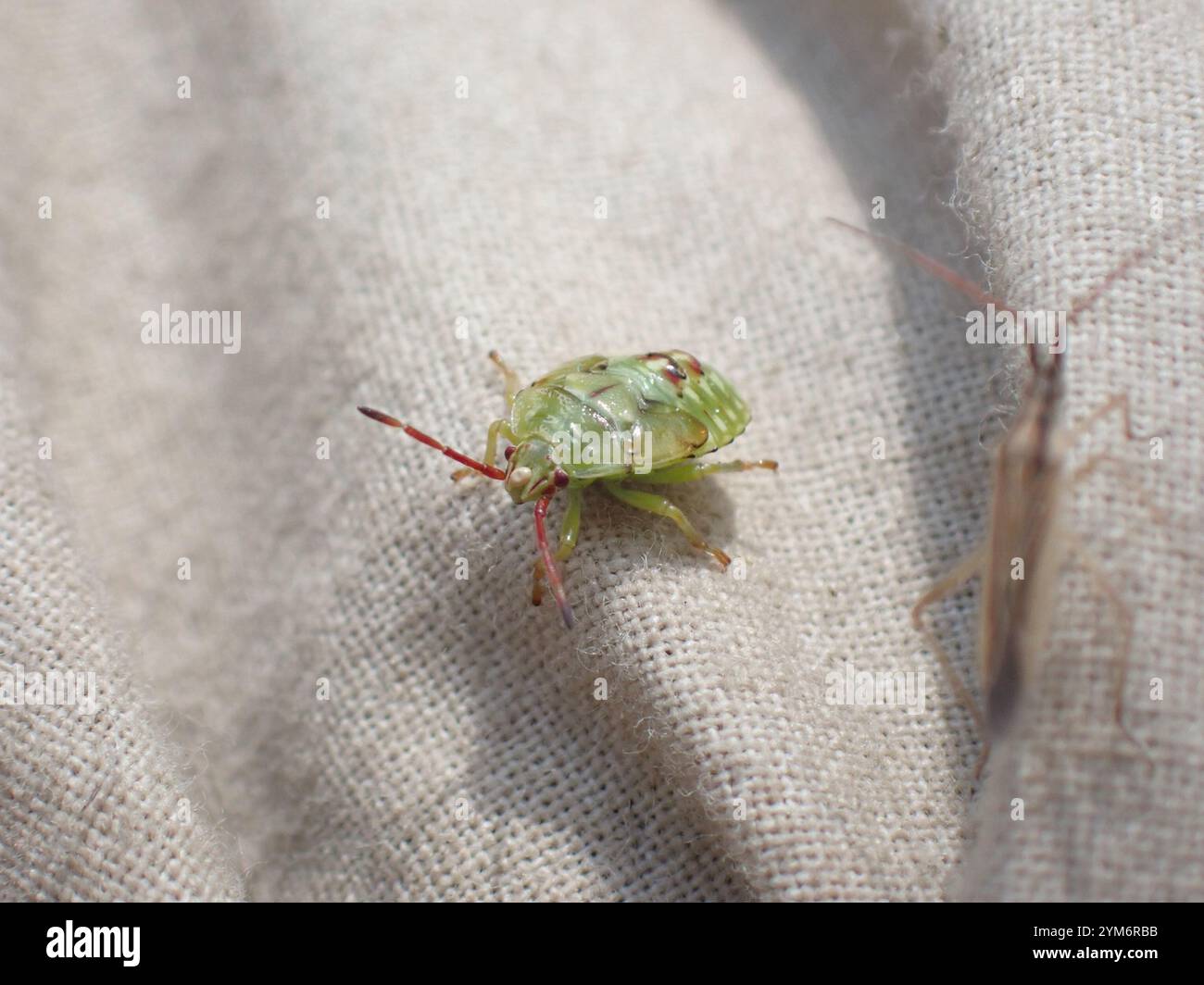 True Bugs (Heteroptera Stock Photo - Alamy
