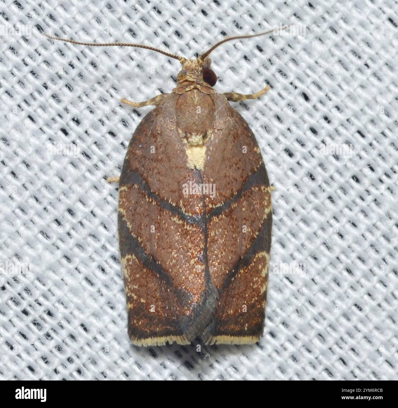 Hickory Leafroller Moth (Argyrotaenia juglandana Stock Photo - Alamy