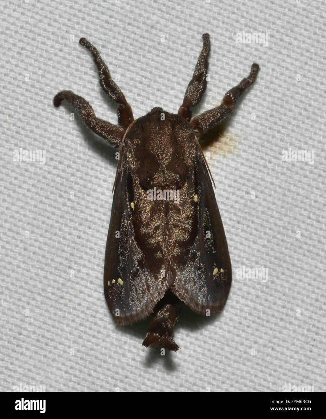 Saddleback Caterpillar Moth (Acharia stimulea Stock Photo - Alamy