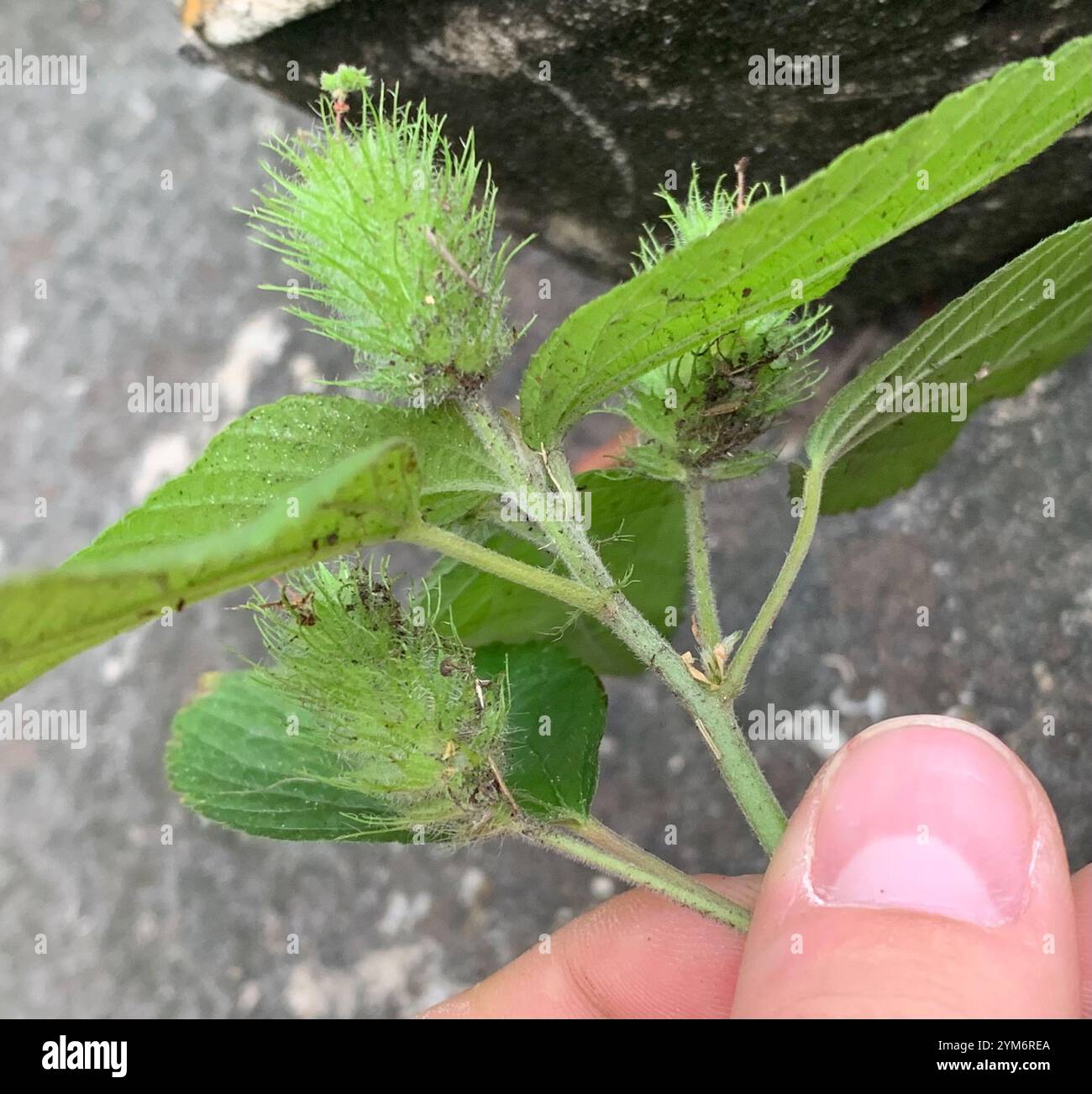 Field Copperleaf (Acalypha arvensis Stock Photo - Alamy