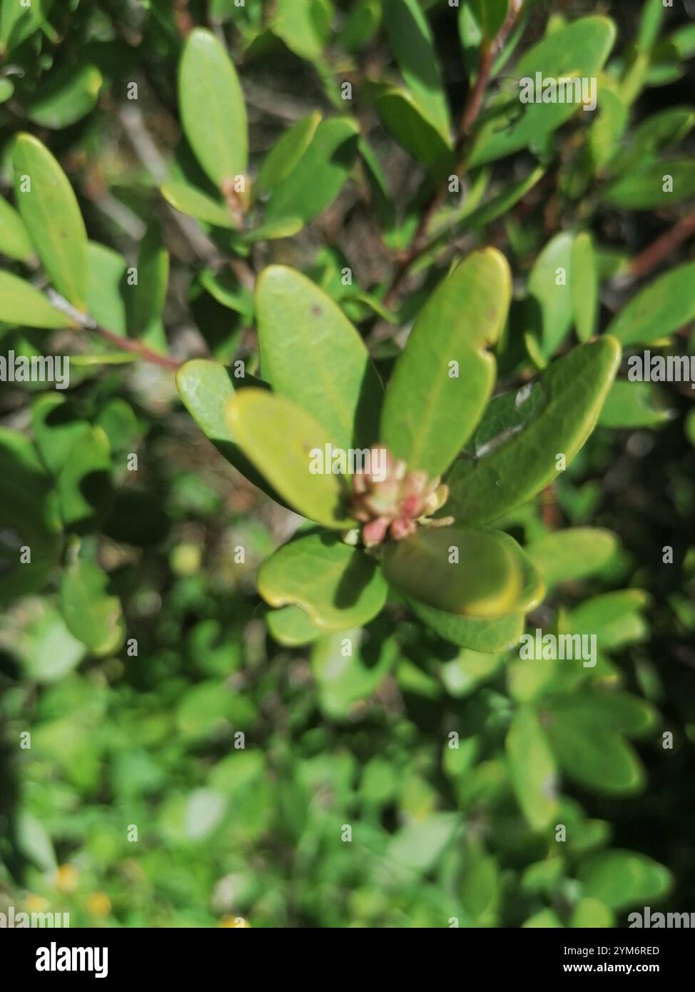 Dune Gwarrie (Euclea racemosa Stock Photo - Alamy
