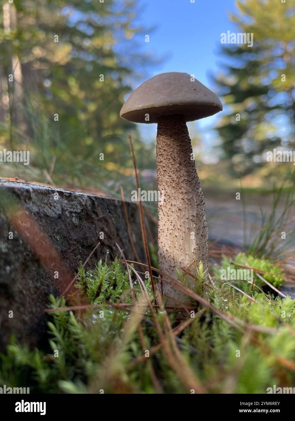 Ghost bolete hi-res stock photography and images - Alamy