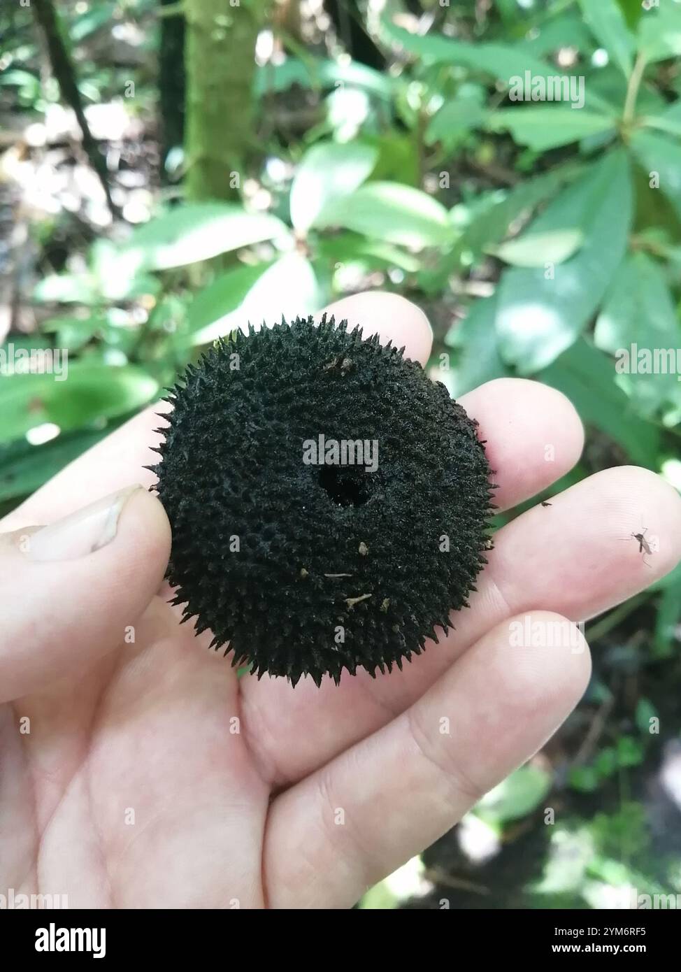 Monkey's comb (Apeiba membranacea Stock Photo - Alamy