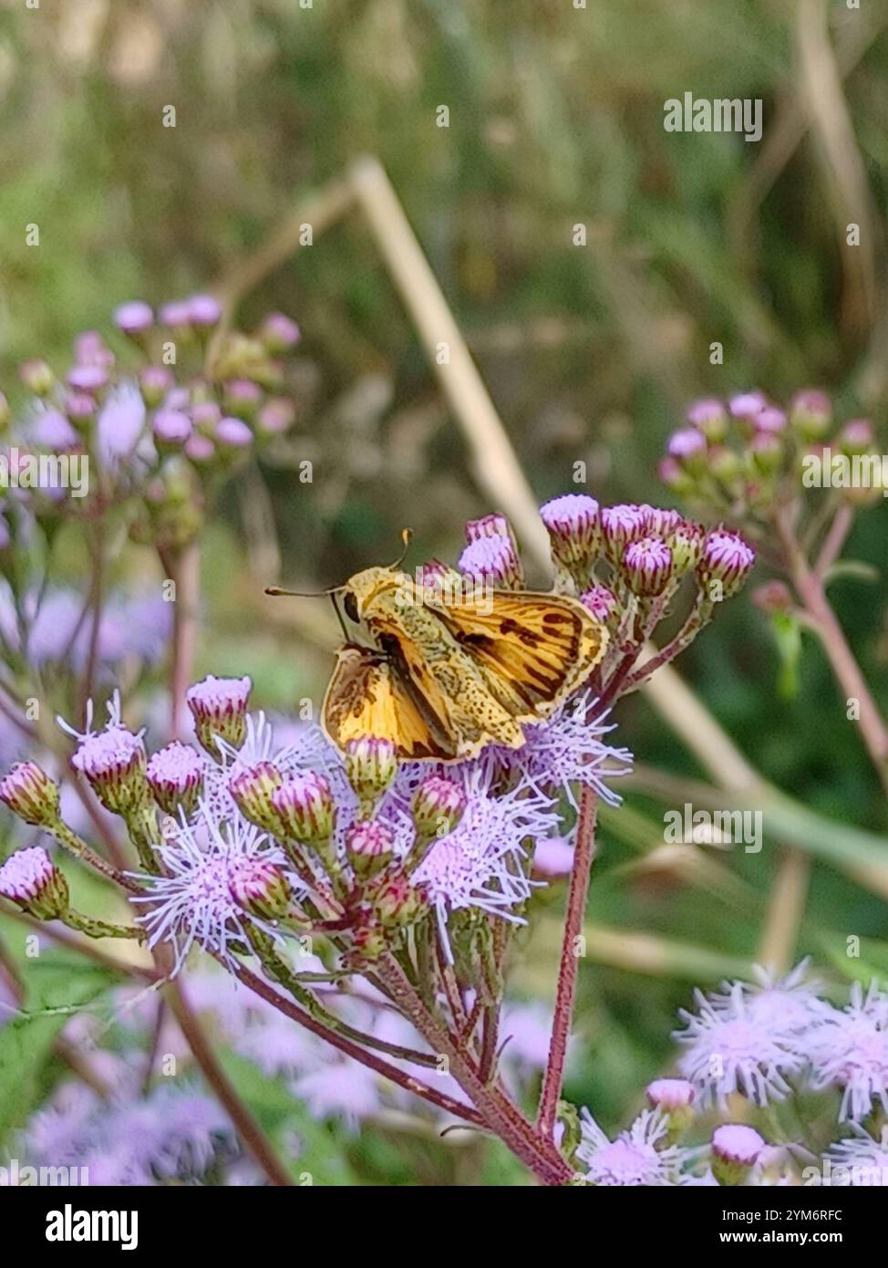 Fiery Skipper (Hylephila phyleus Stock Photo - Alamy
