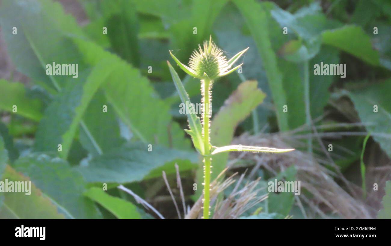 cutleaf teasel (Dipsacus laciniatus Stock Photo - Alamy