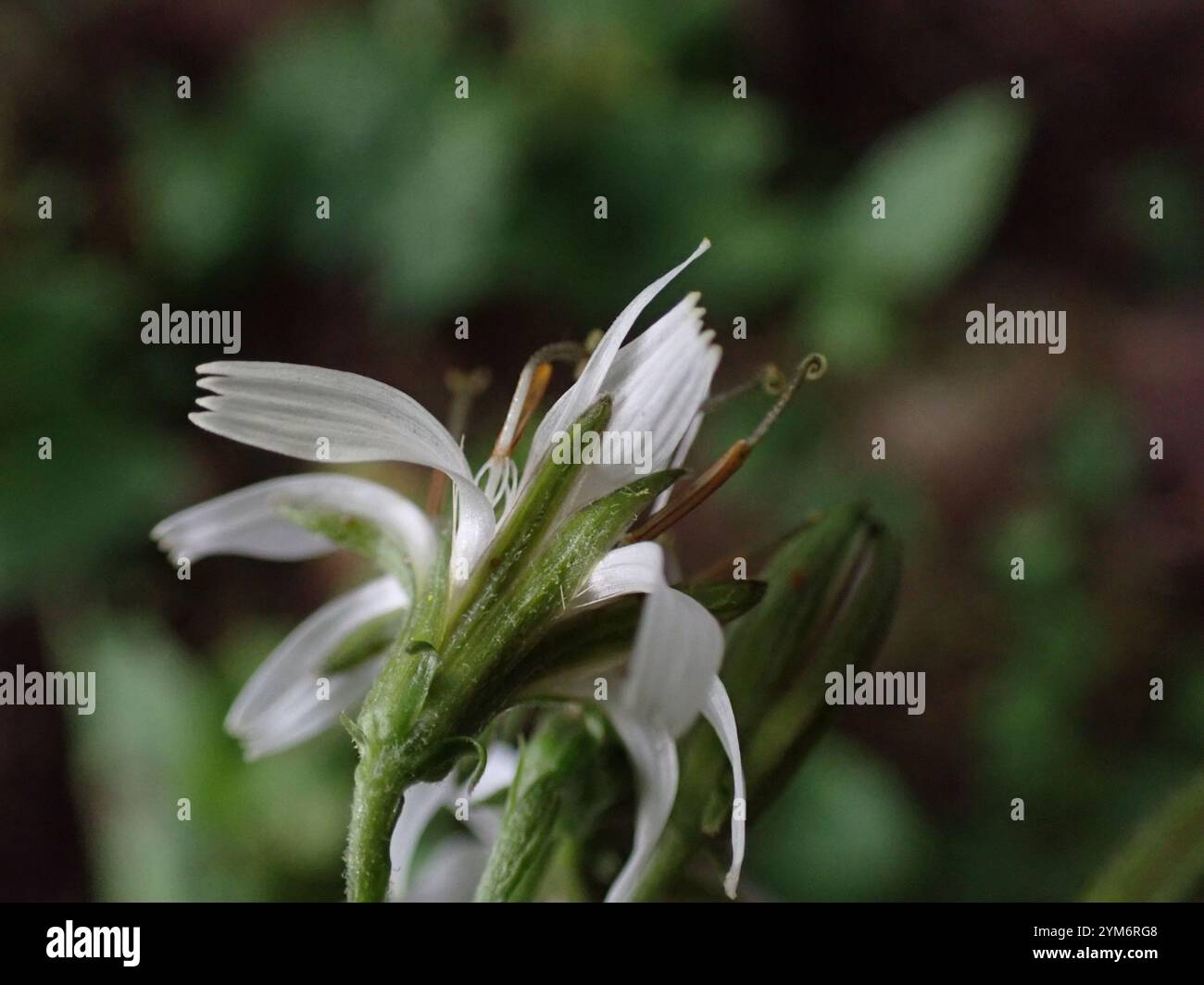 western rattlesnake root (Nabalus alatus Stock Photo - Alamy