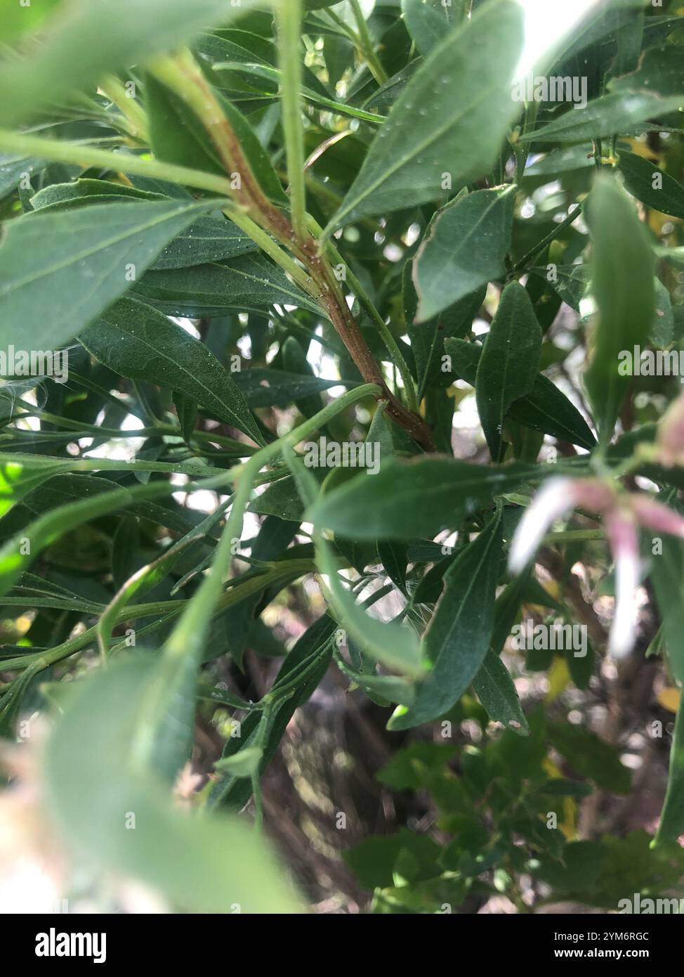 groundsel tree (Baccharis halimifolia Stock Photo - Alamy