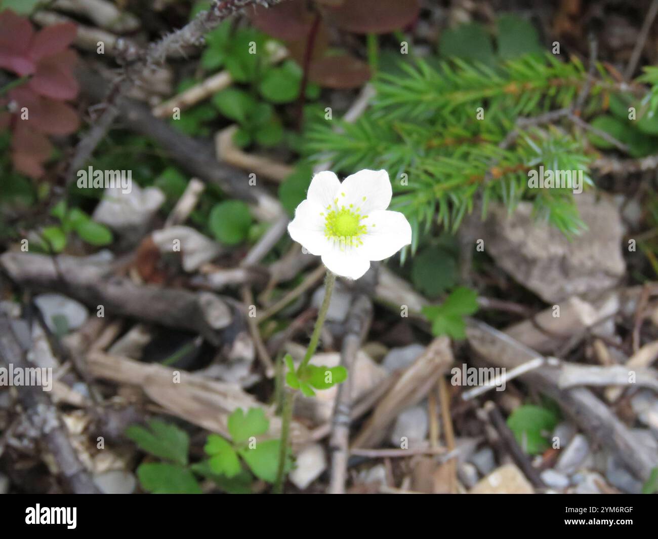 Small-flower Anemone (Anemone parviflora Stock Photo - Alamy