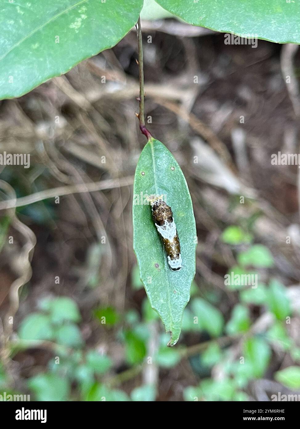 Swallowtails and Parnassians (Papilionidae Stock Photo - Alamy