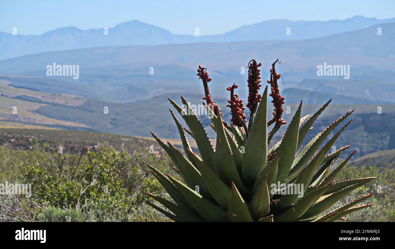 Cape Aloe (Aloe ferox Stock Photo - Alamy