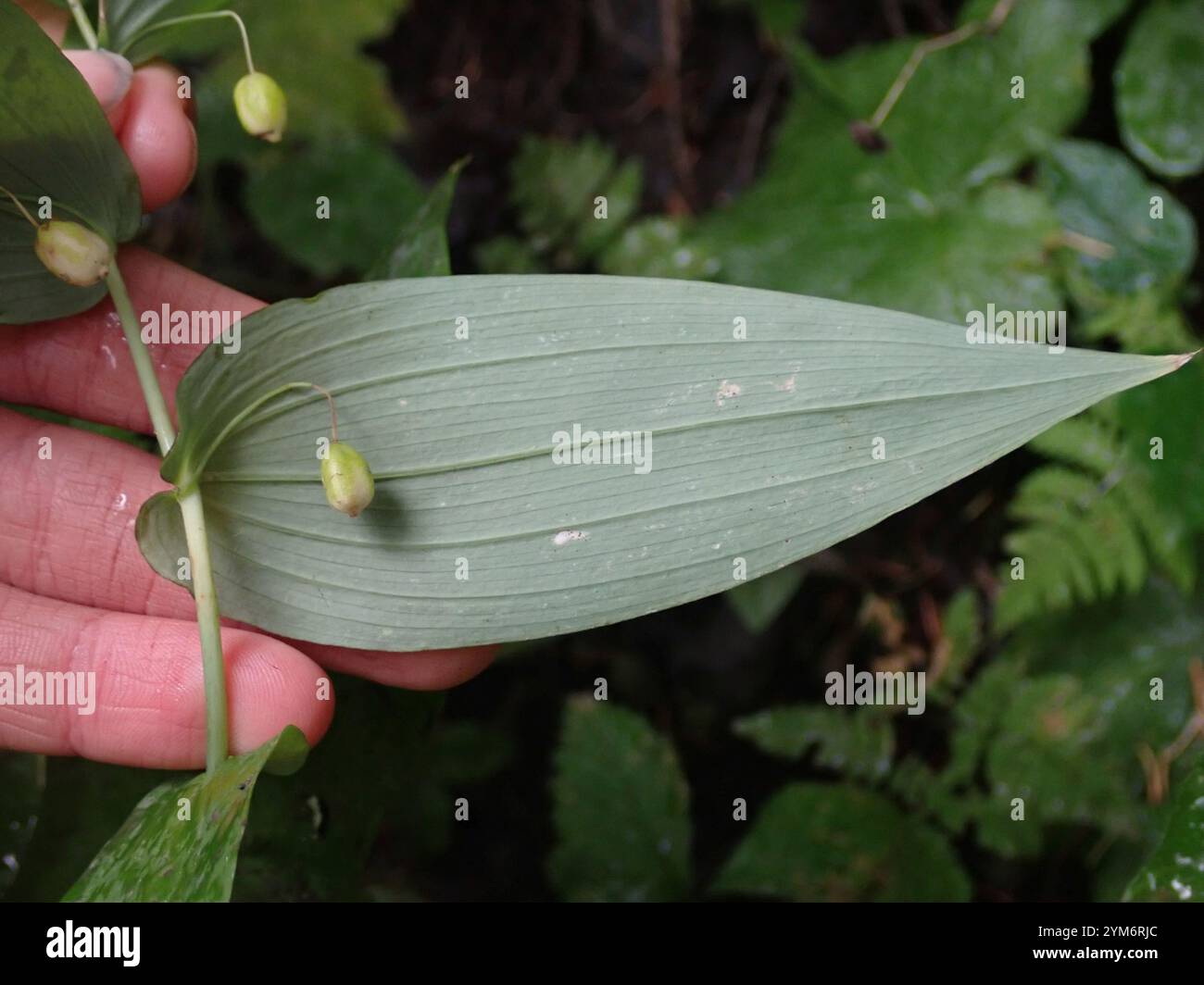 white twisted-stalk (Streptopus amplexifolius Stock Photo - Alamy