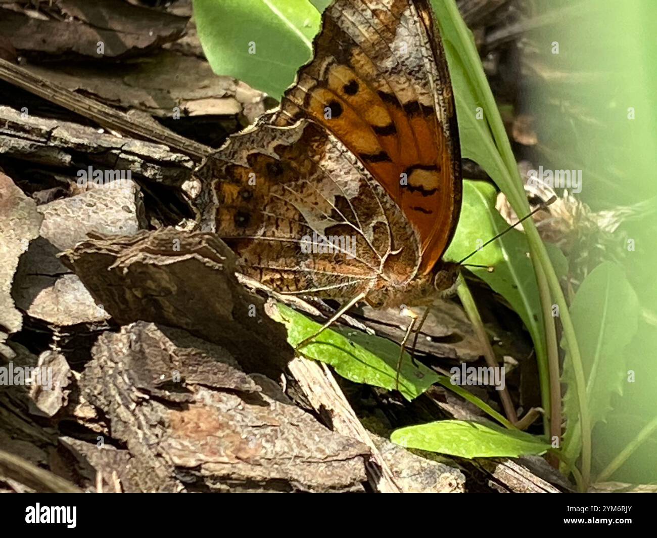 Variegated Fritillary (Euptoieta claudia Stock Photo - Alamy