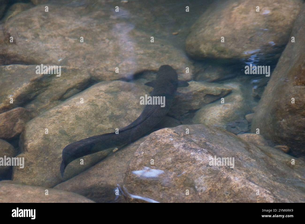 Australian Long-finned Eel (Anguilla reinhardtii Stock Photo - Alamy
