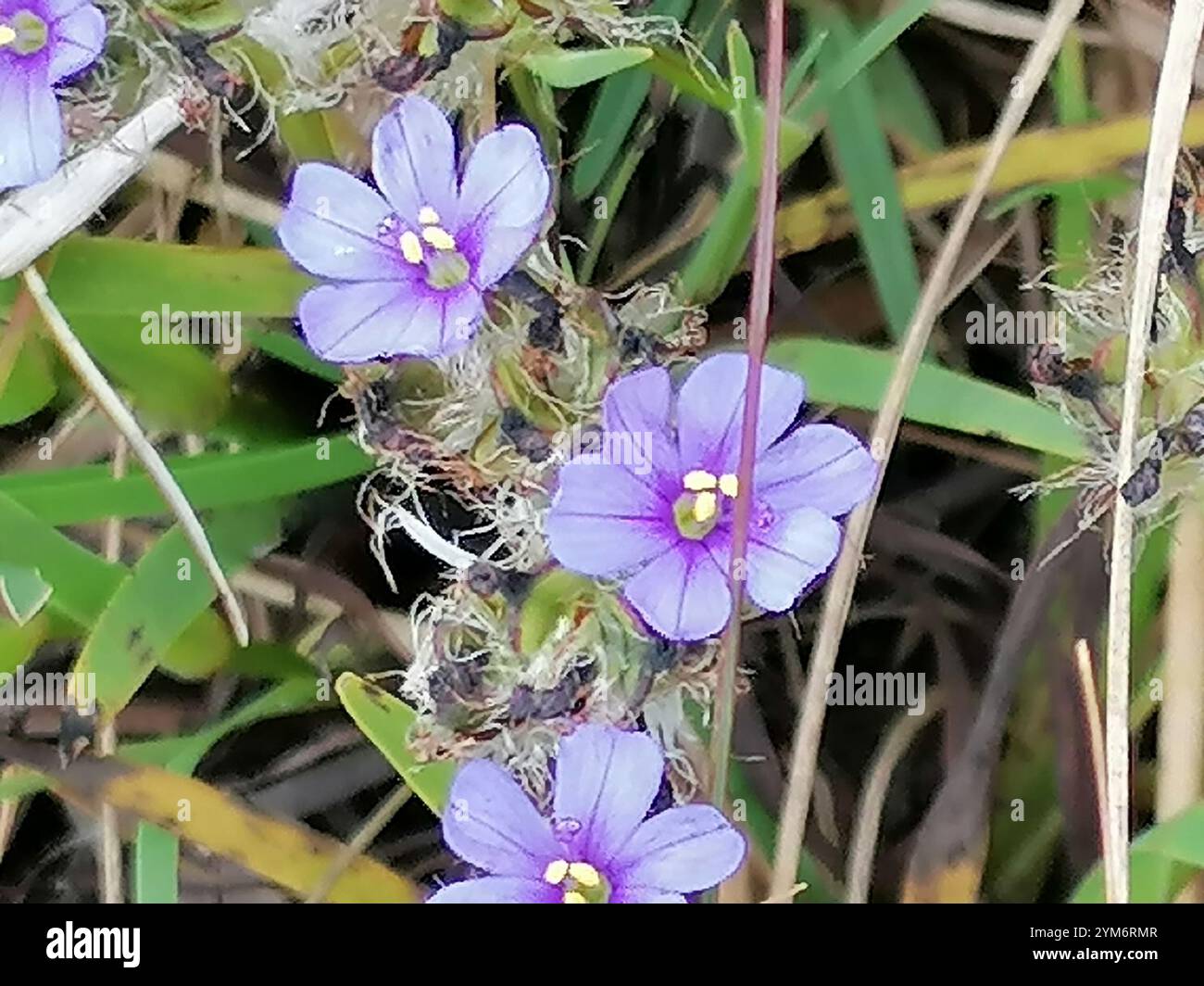 Aristea africana hi-res stock photography and images - Alamy