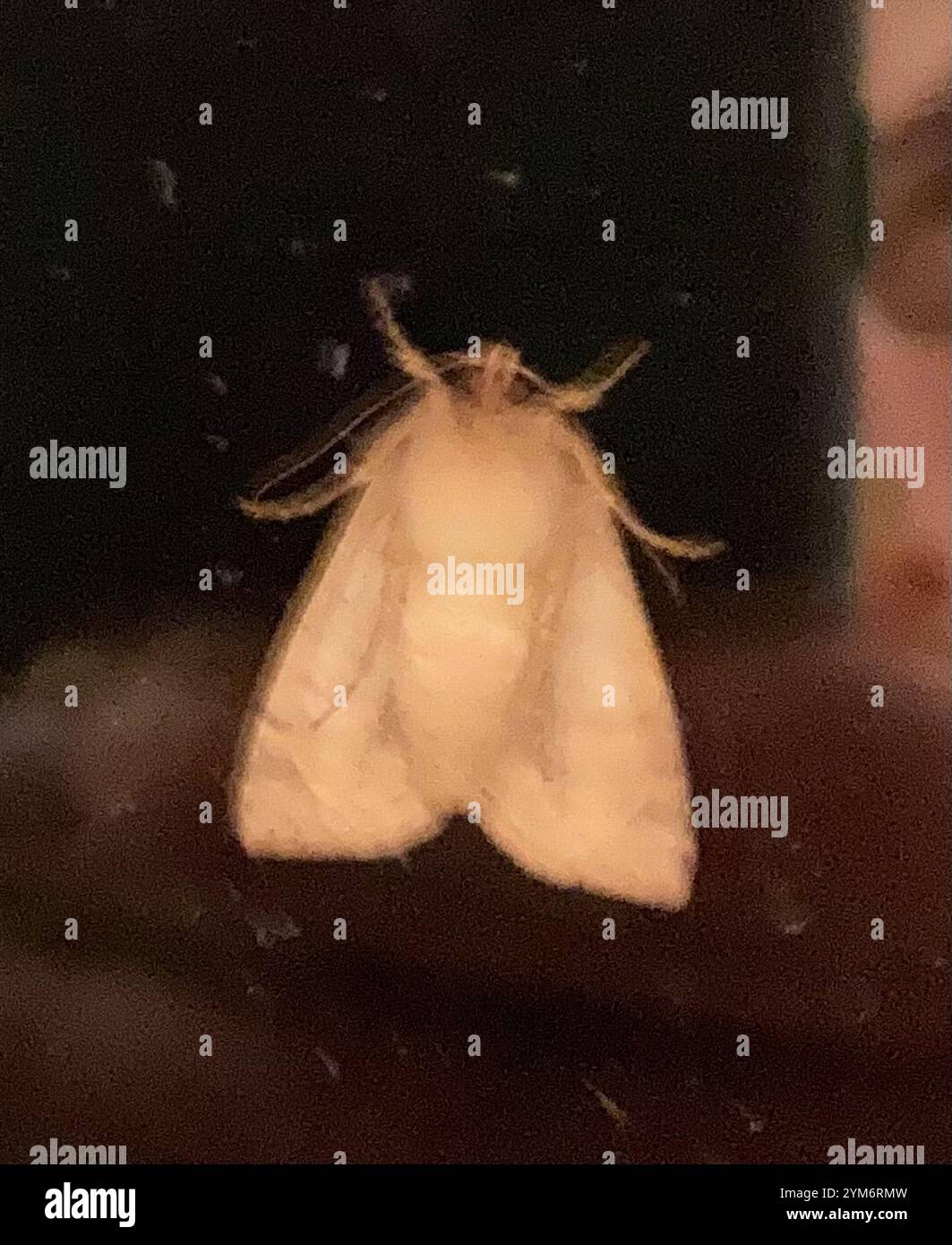 Cutworms and Dart Moths (Noctuinae Stock Photo - Alamy