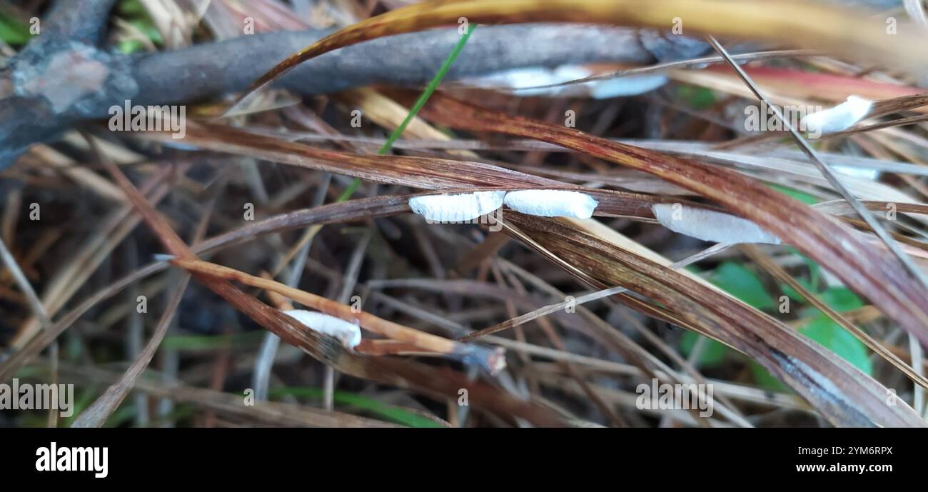 cottony grass scale (Eriopeltis festucae Stock Photo - Alamy