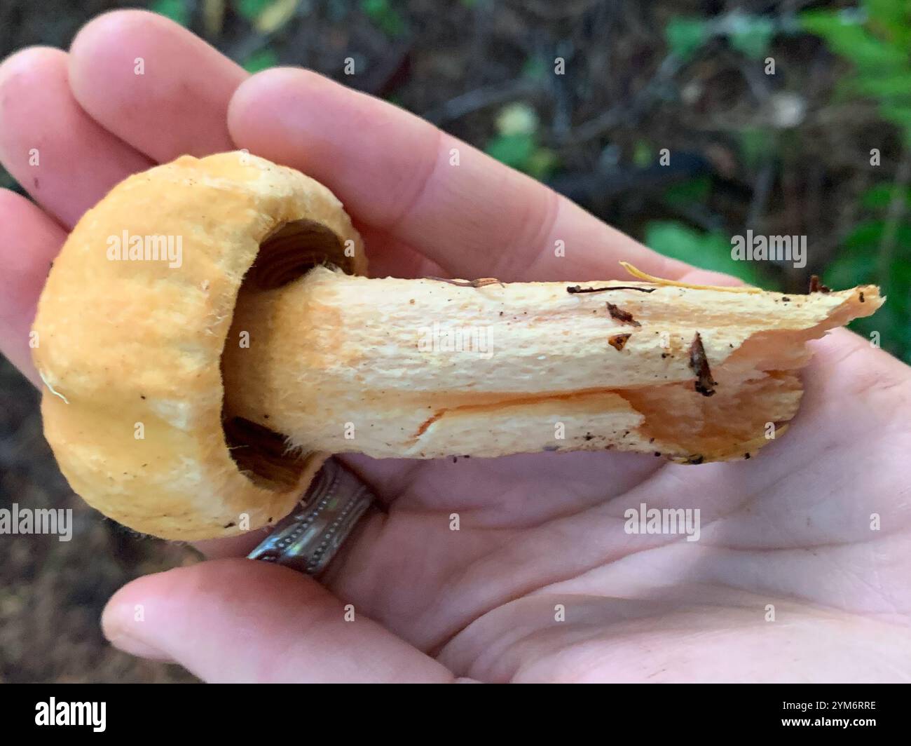 Woolly Pine Spike (Chroogomphus tomentosus Stock Photo - Alamy