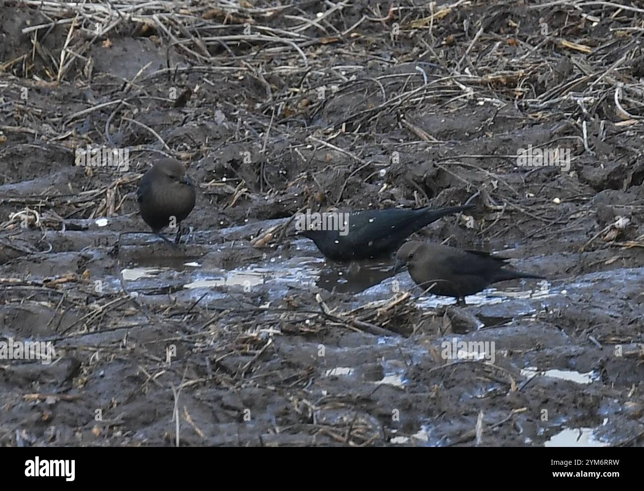Brewer's Blackbird (Euphagus cyanocephalus Stock Photo - Alamy