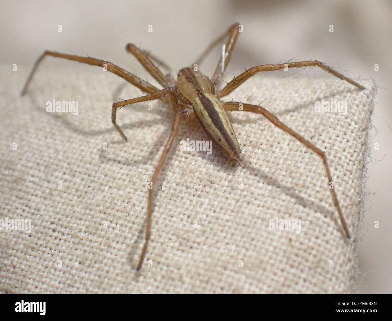 Slender crab spiders hi-res stock photography and images - Alamy