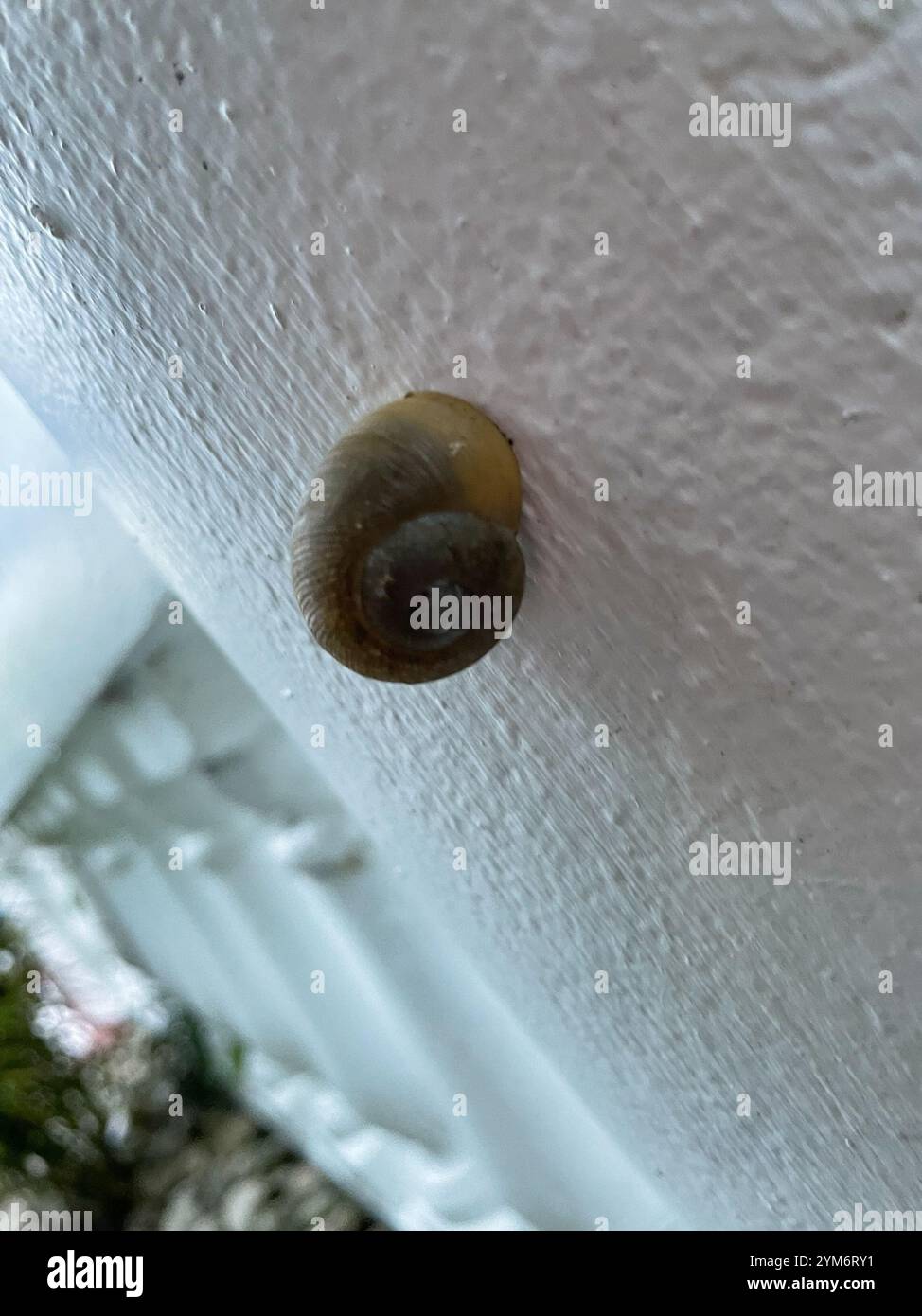Cuban Brown Snail (Zachrysia provisoria Stock Photo - Alamy