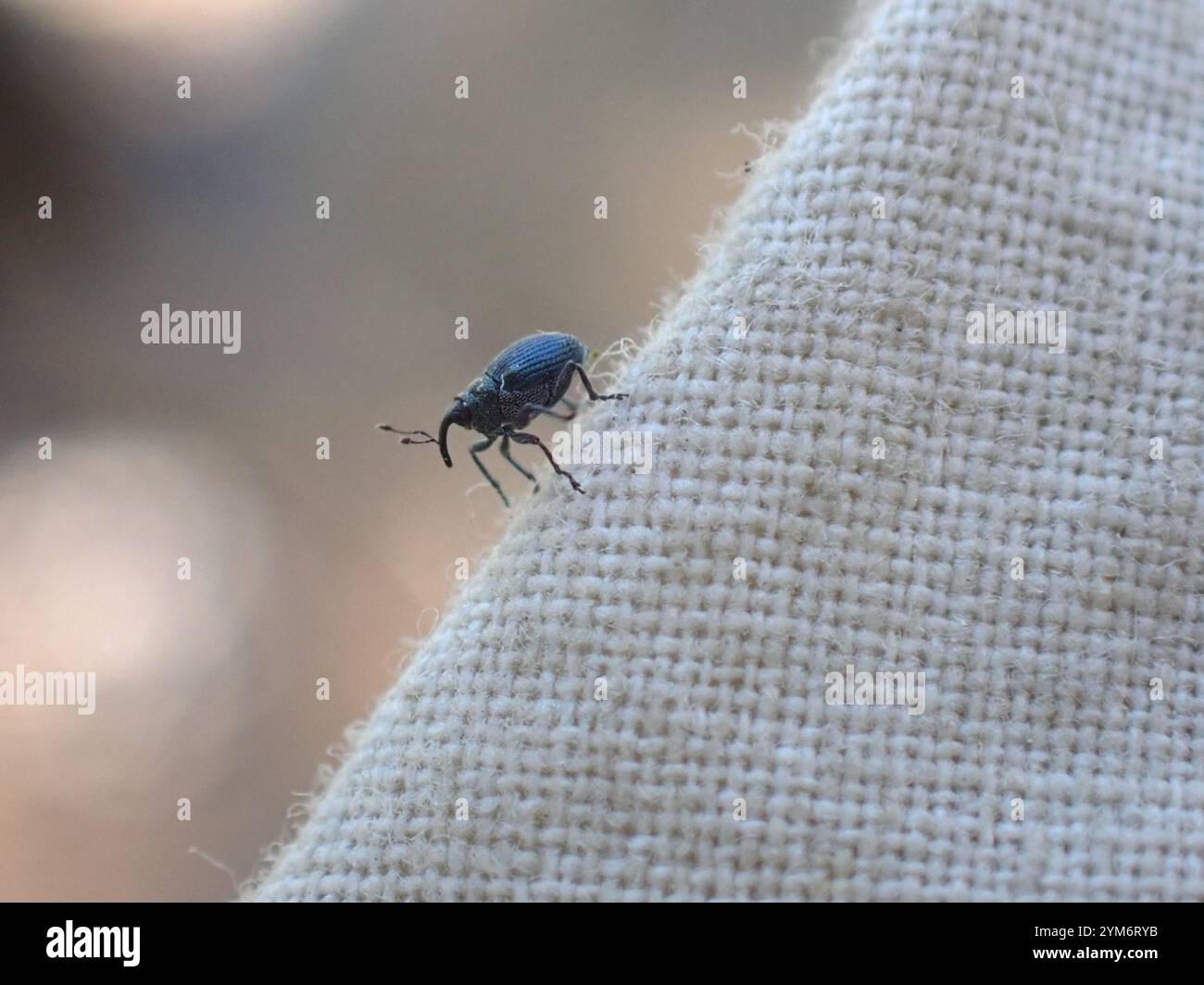 Erysimi hi-res stock photography and images - Alamy