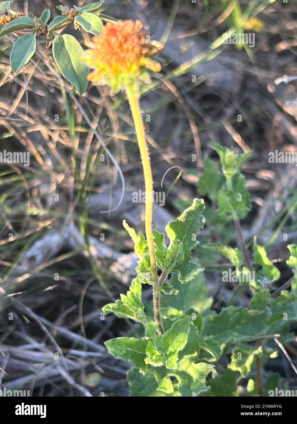 Awnless Bushsunflower (Simsia calva Stock Photo - Alamy