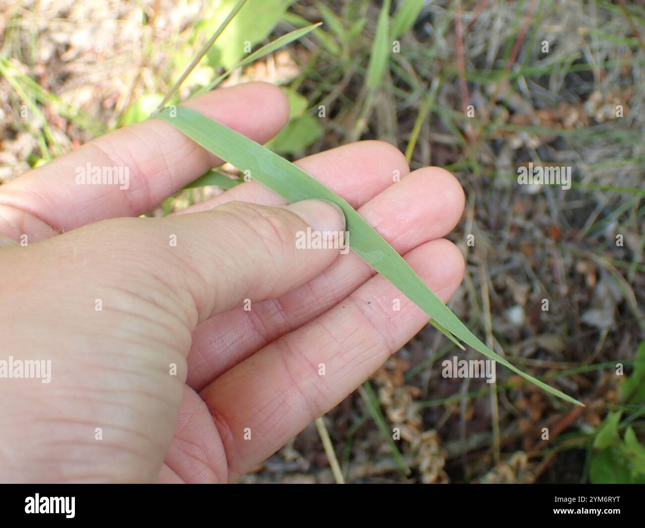 Alpine Timothy (Phleum alpinum Stock Photo - Alamy