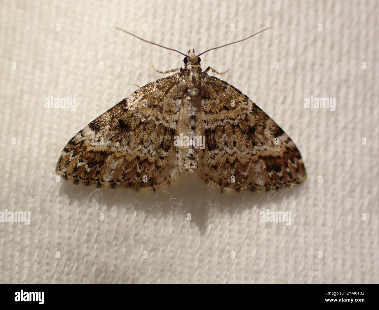 Grand Rivulet Moth (Martania grandis Stock Photo - Alamy