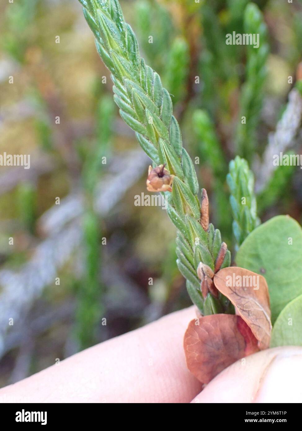 Arctic bell-heather (Cassiope tetragona Stock Photo - Alamy