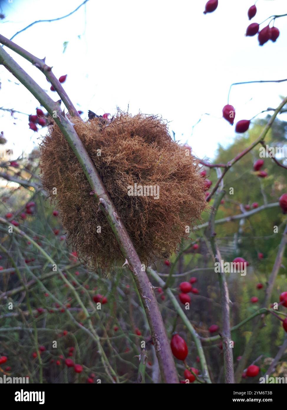 Mossy Rose Gall Wasp (Diplolepis rosae Stock Photo - Alamy