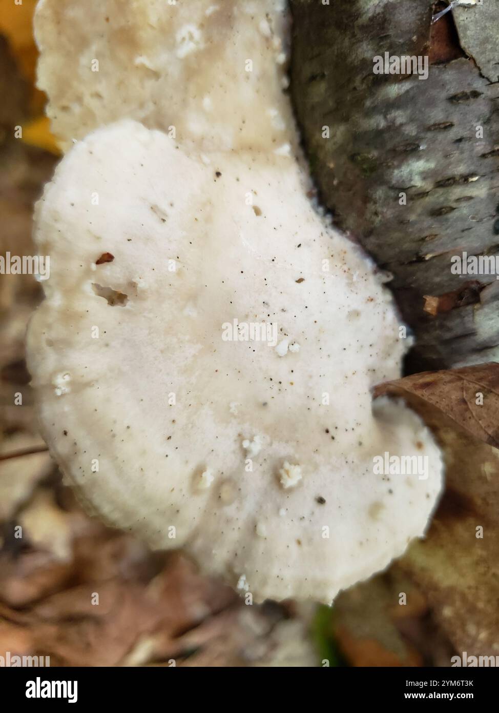 White cheese polypore tyromyces chioneus hi-res stock photography and ...