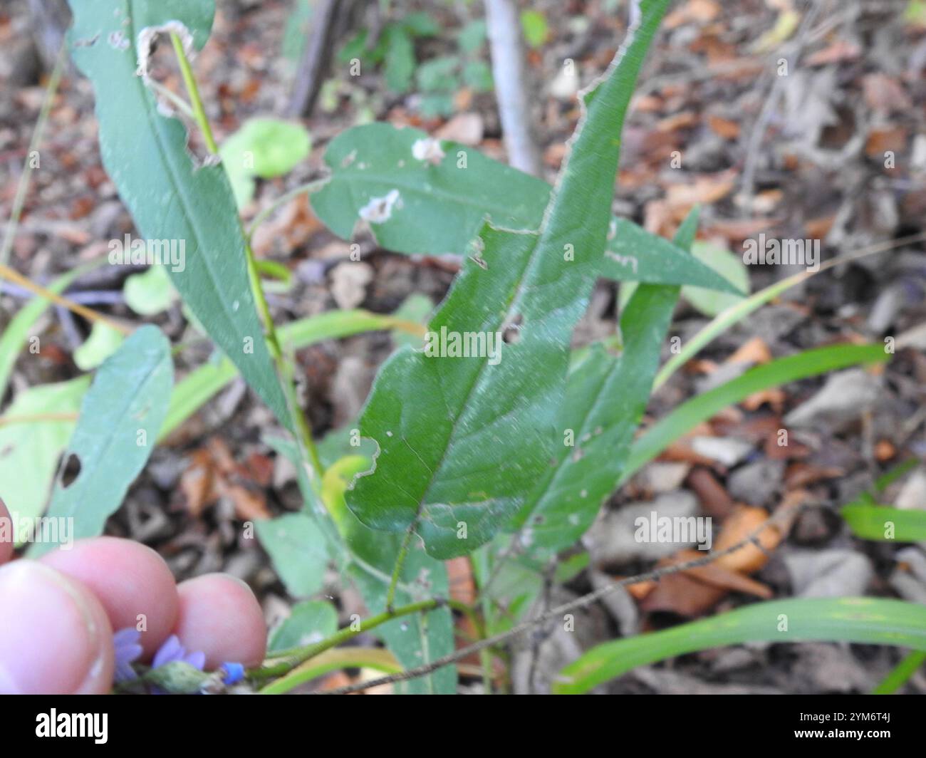 Short's aster (Symphyotrichum shortii Stock Photo - Alamy