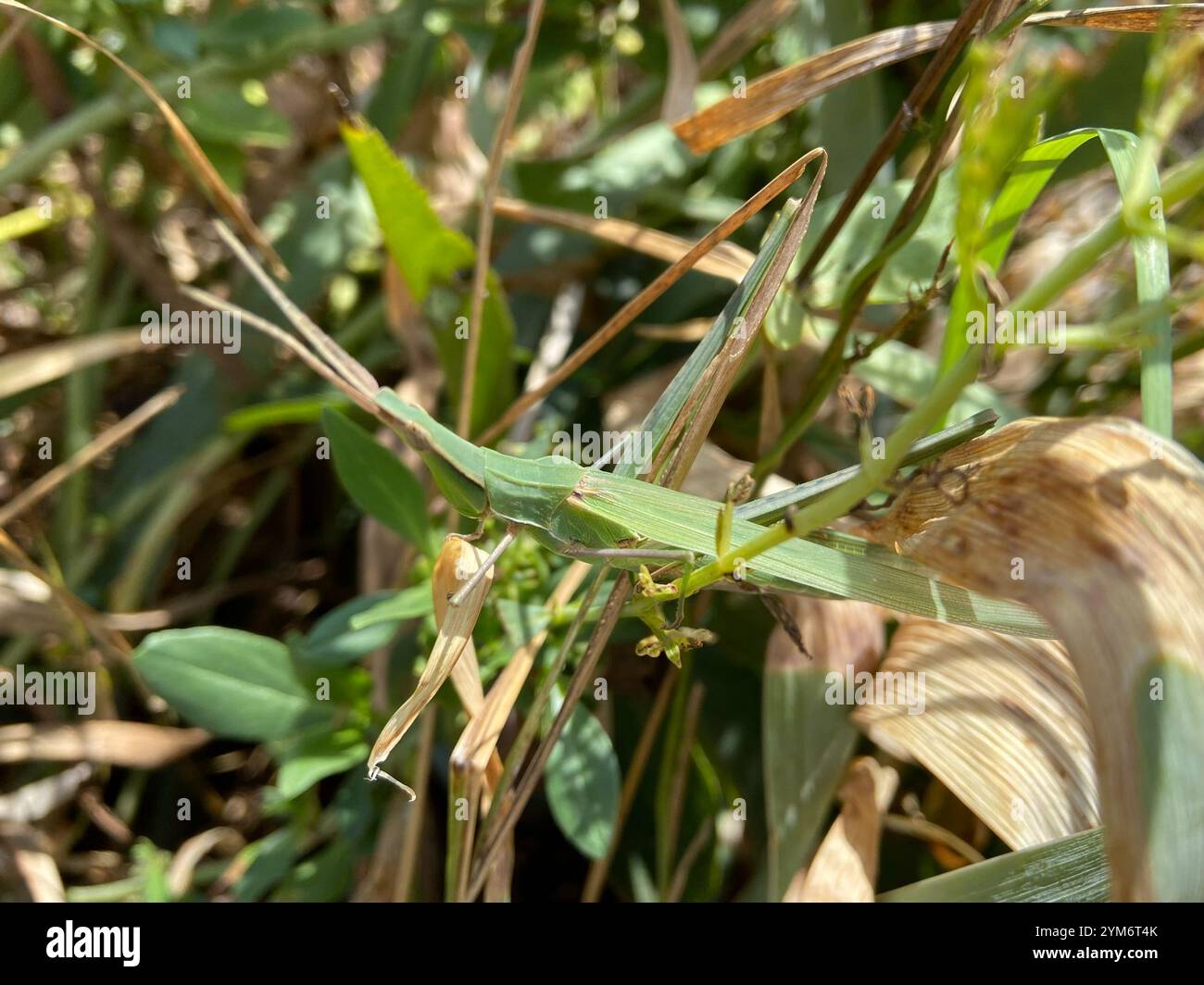 Mediterranean Slant-faced Grasshopper (Acrida ungarica Stock Photo - Alamy