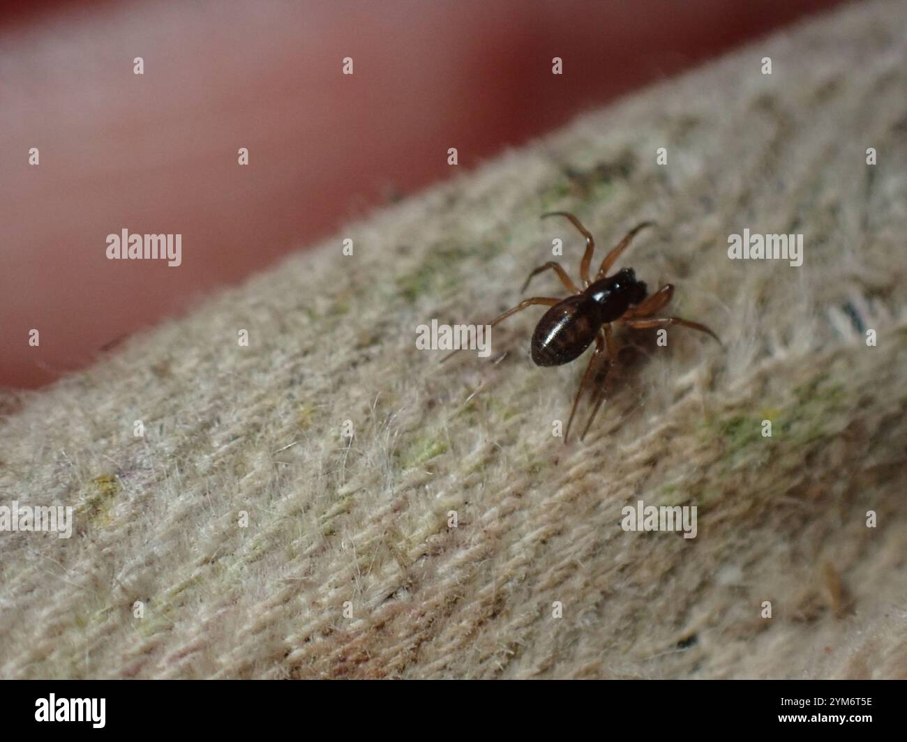 Dwarf Spiders (Erigoninae Stock Photo - Alamy