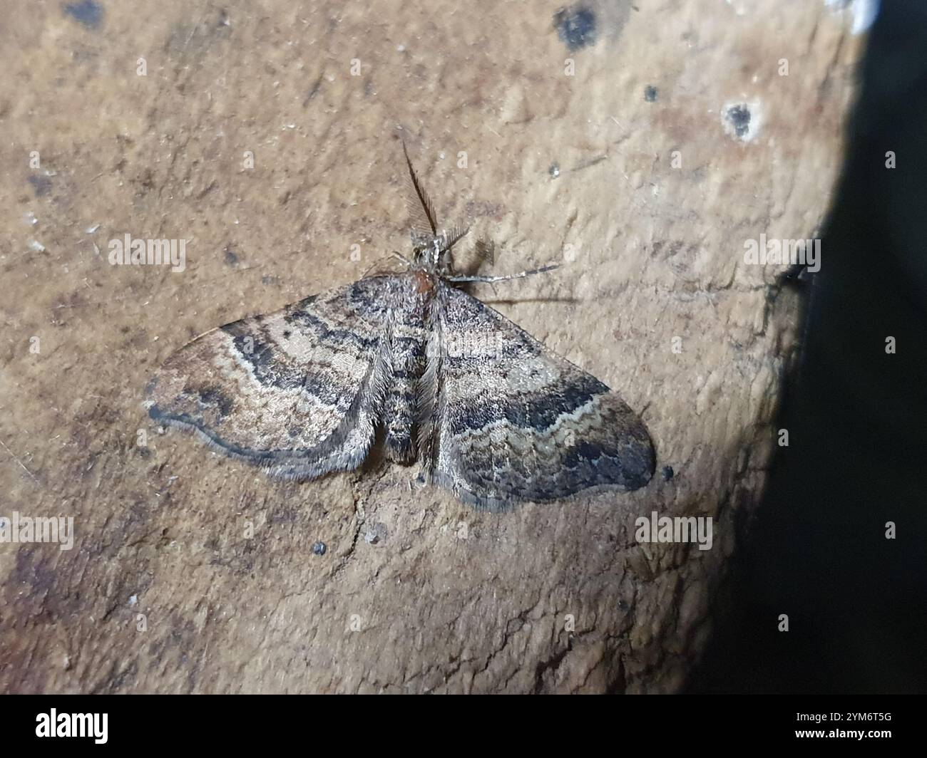 Small hooked-tip looper moth (Homodotis megaspilata Stock Photo - Alamy